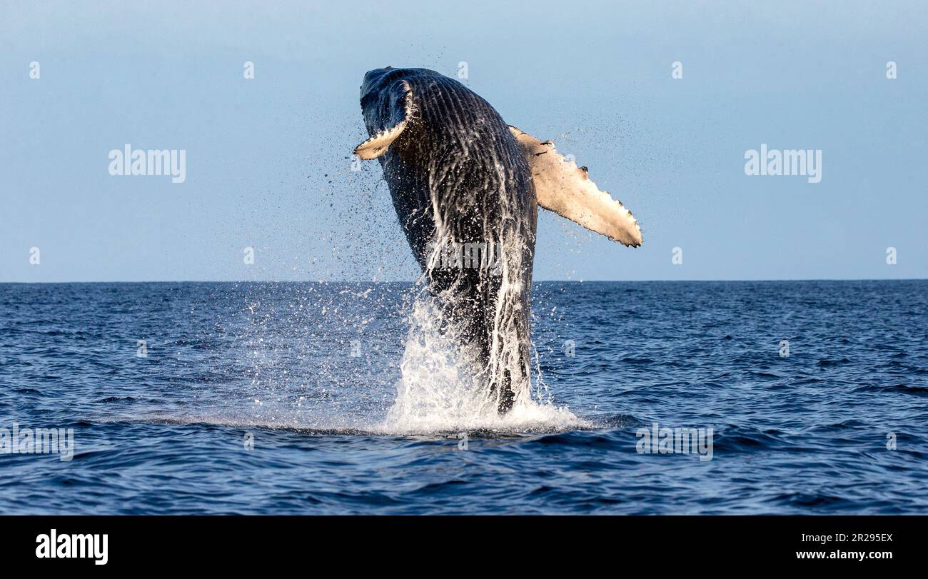 Jumping humpback whale (Megaptera novaeangliae). Mexico. Sea of Cortez ...