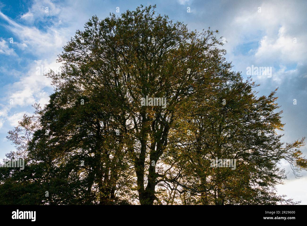 The branches and leaves of beech trees (Fagus sylvatica) in early ...