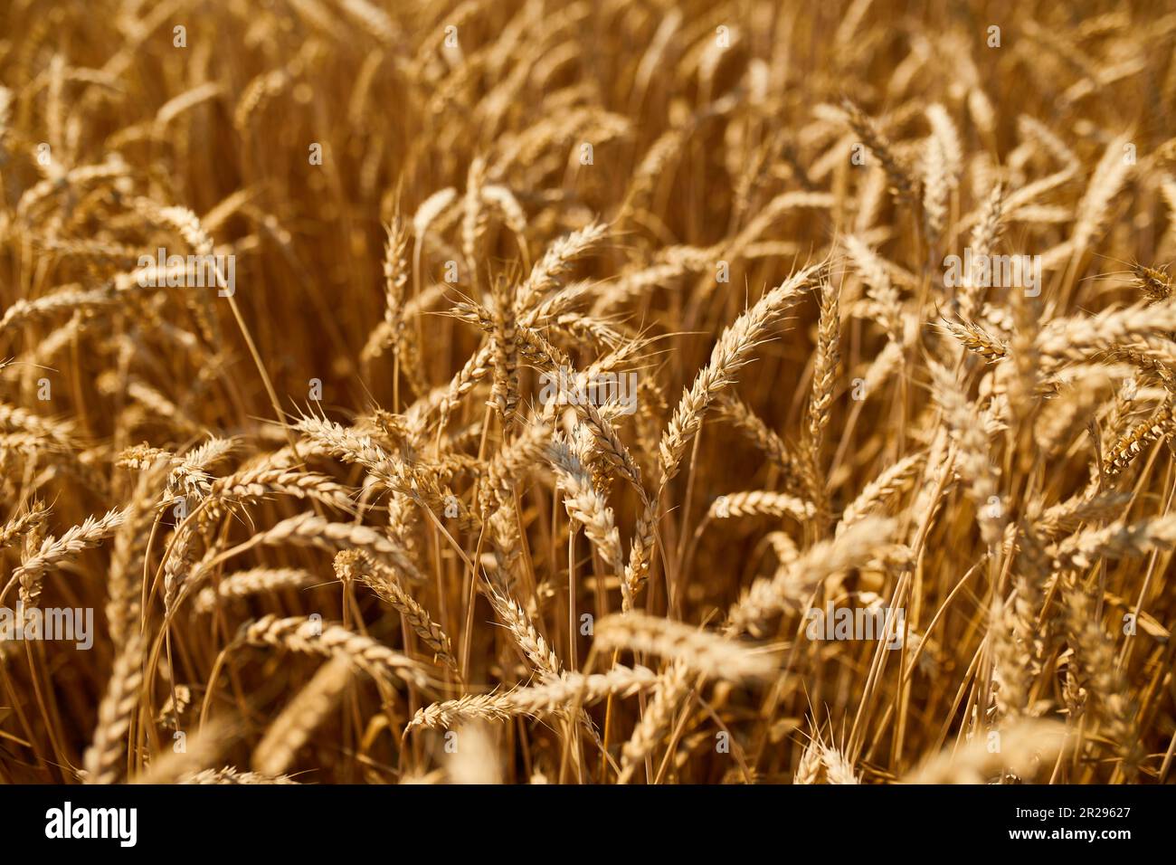 Close up wheat harvest, wheat field background in the sun day, summer ...