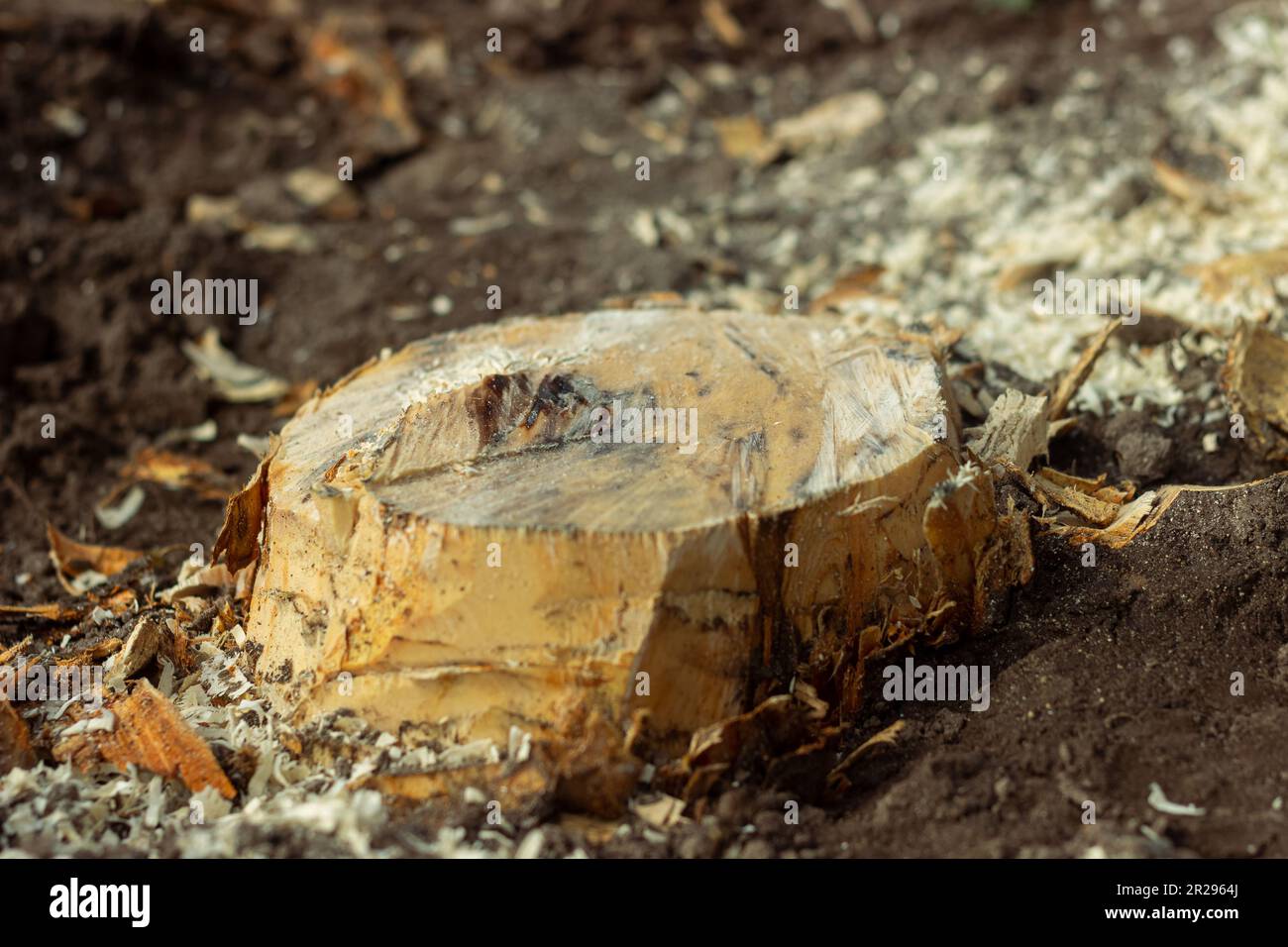 Freshly Cut Tree Stump From Above Abstract resinous texture of tree ...