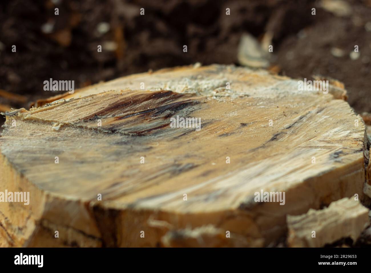 Freshly Cut Tree Stump From Above Abstract resinous texture of tree ...