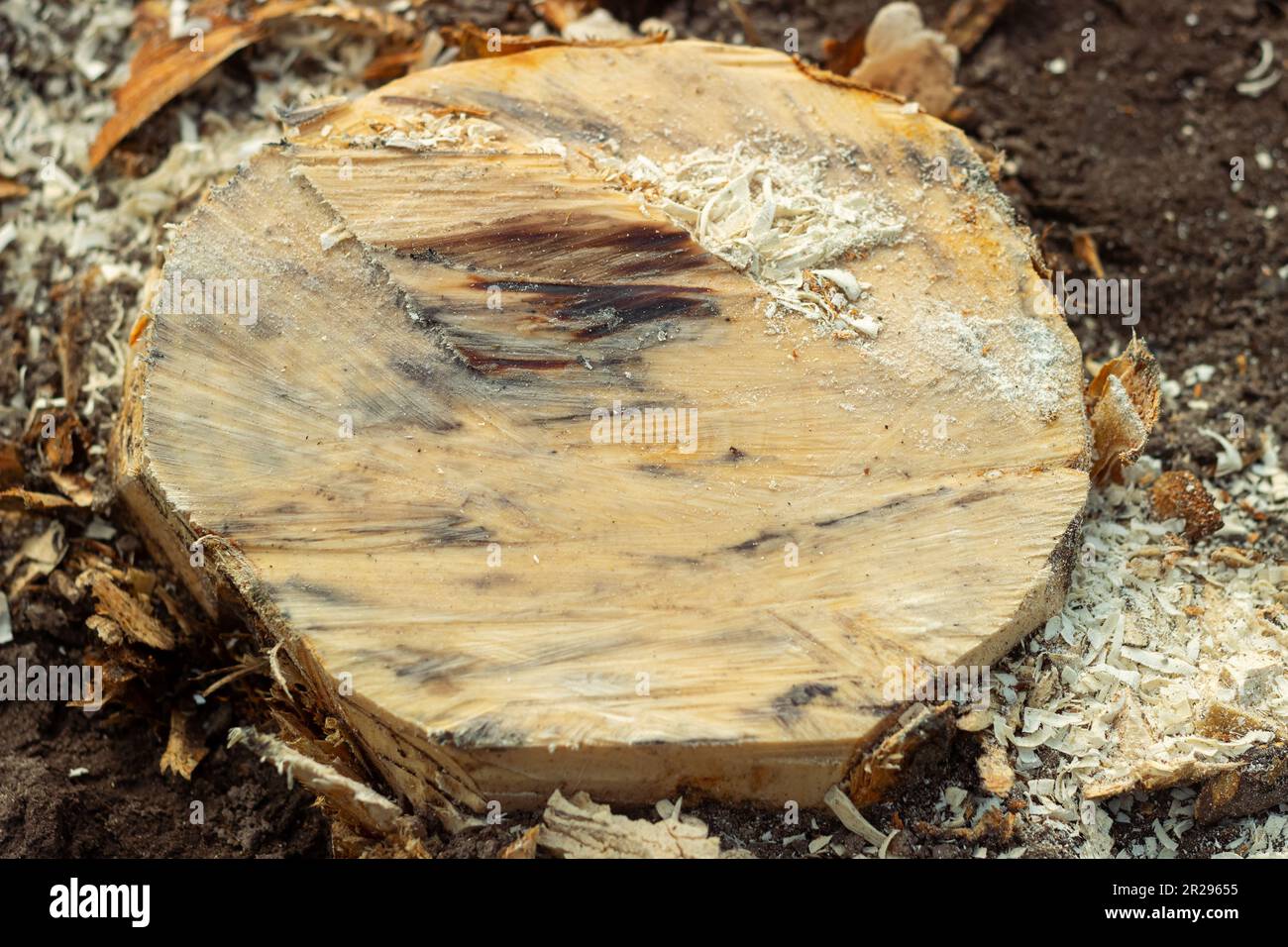 Freshly Cut Tree Stump From Above Abstract resinous texture of tree ...