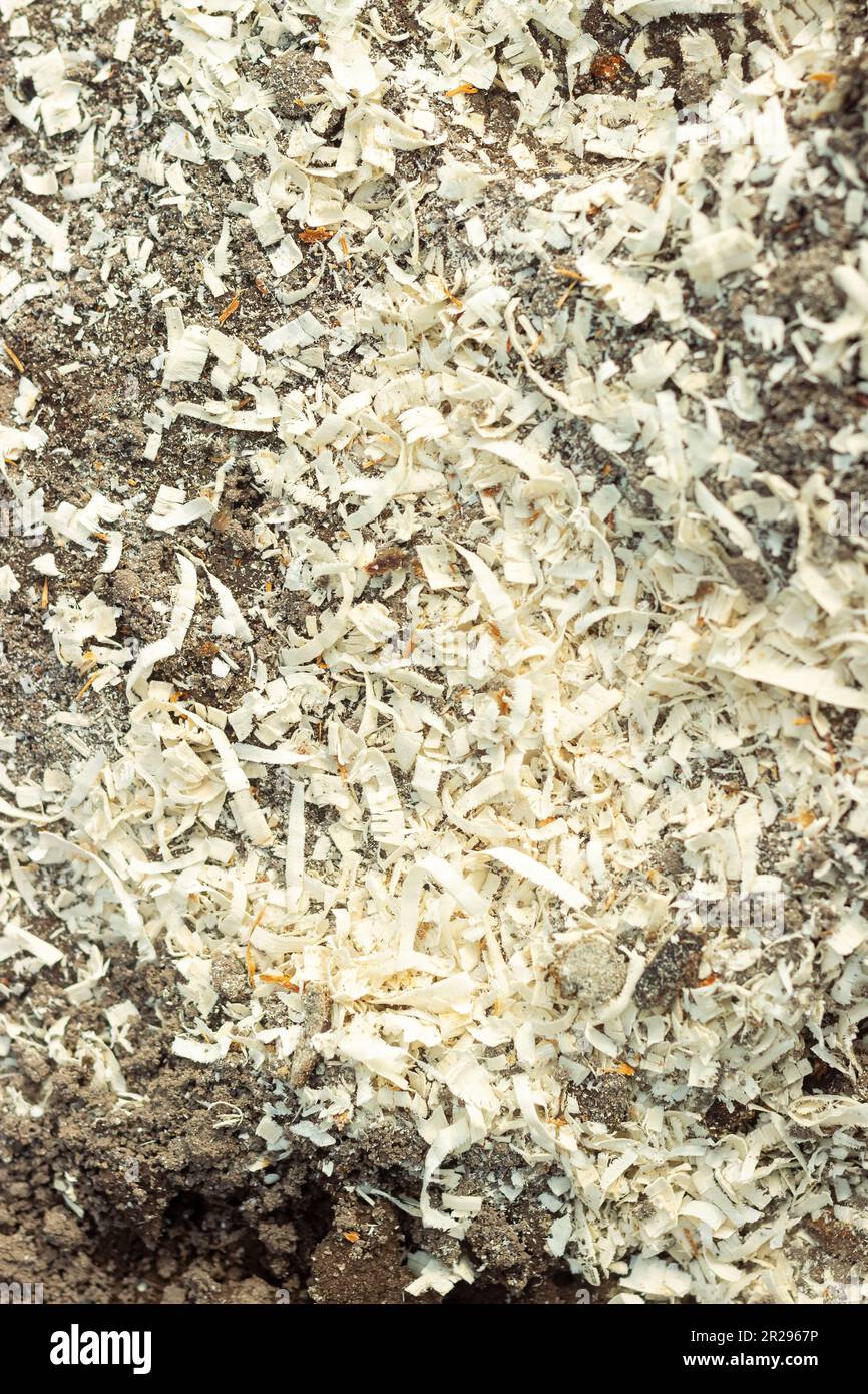 Texture of the land with humus, sand and sawdust. Alternative fuel ...