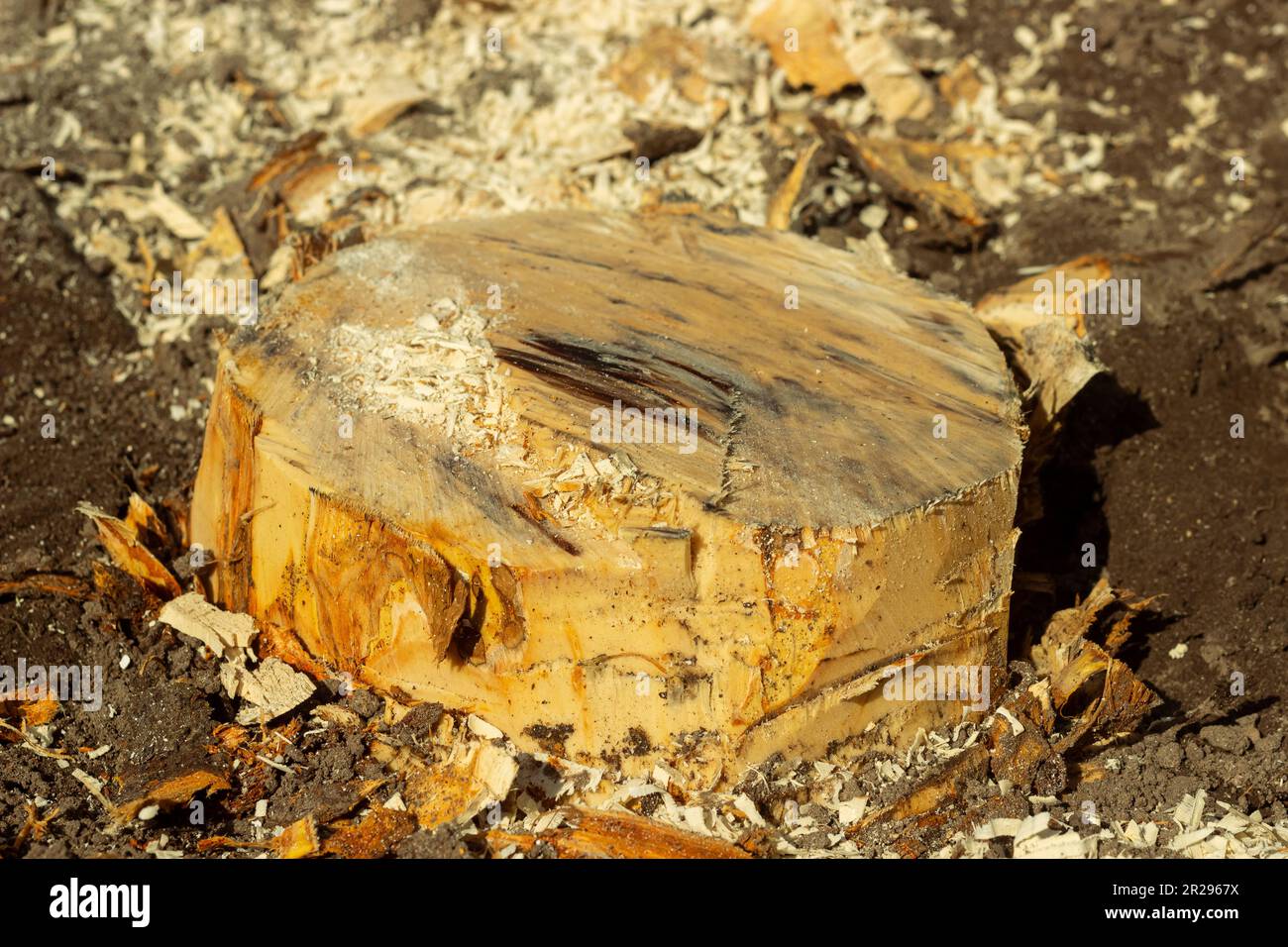 Freshly Cut Tree Stump From Above Abstract resinous texture of tree ...