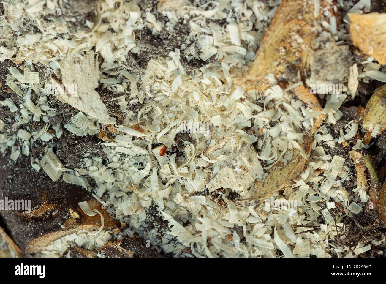 Texture of the land with humus, sand and sawdust. Alternative fuel ...