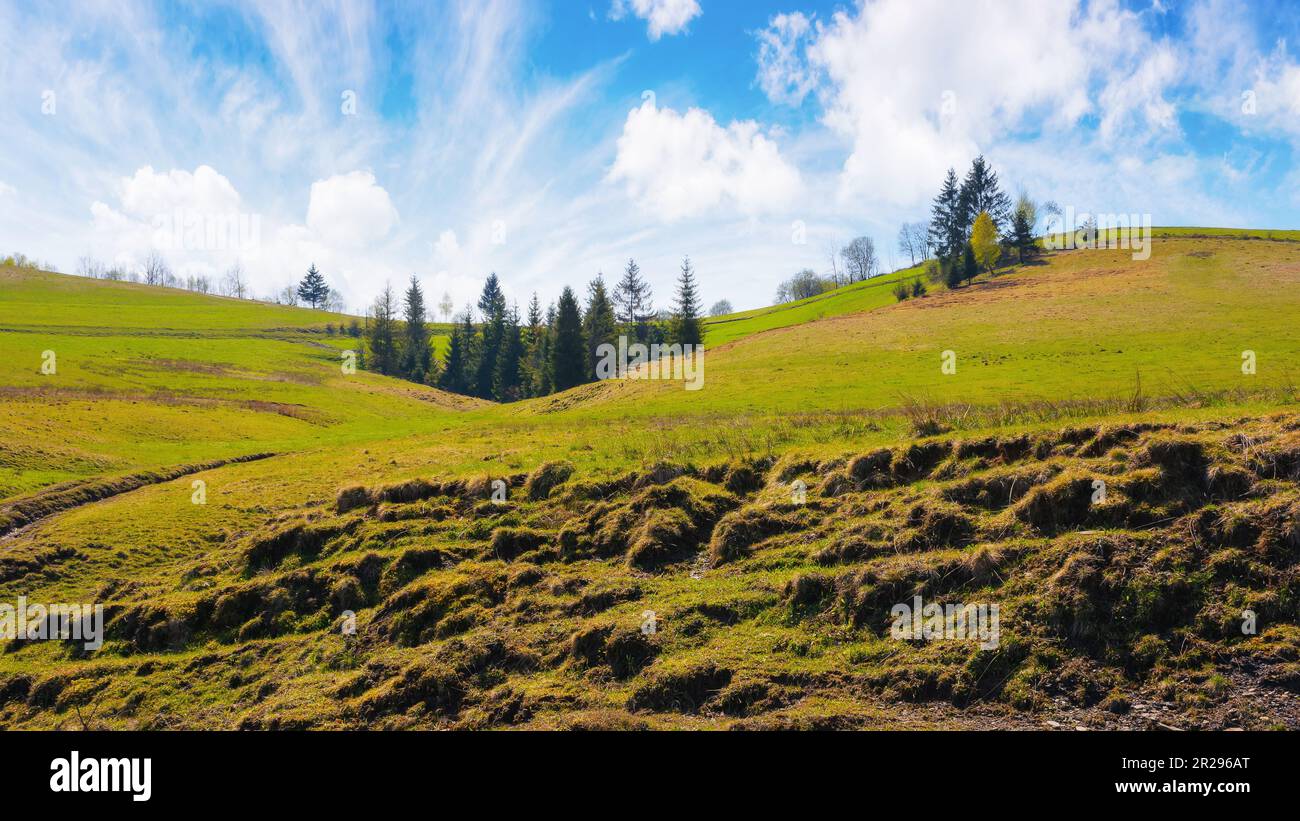 carpathian countryside with forested hills. stunning scenery of ...