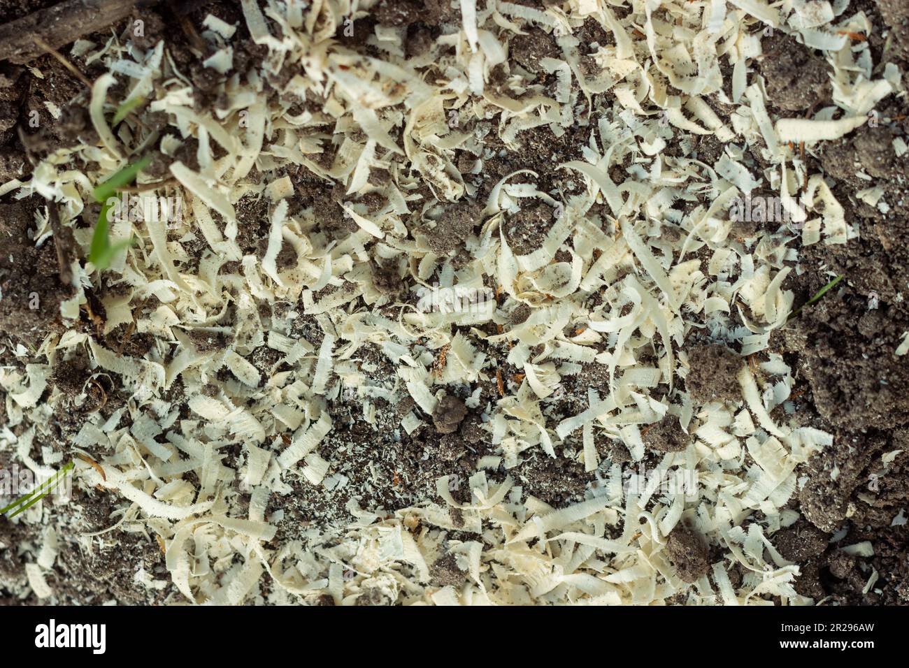 Texture of the land with humus, sand and sawdust. Alternative fuel ...