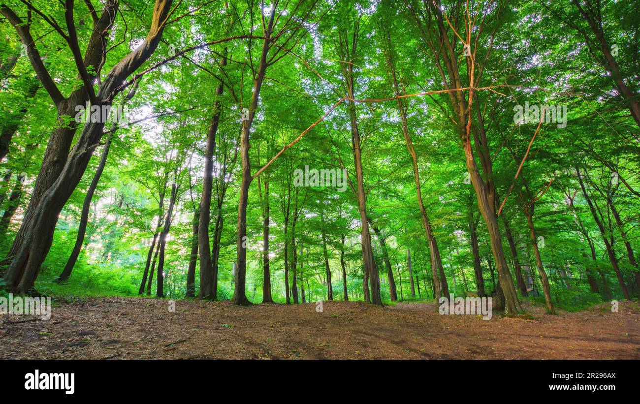 forest path through wild countryside landscape. outdoor recreation and ...