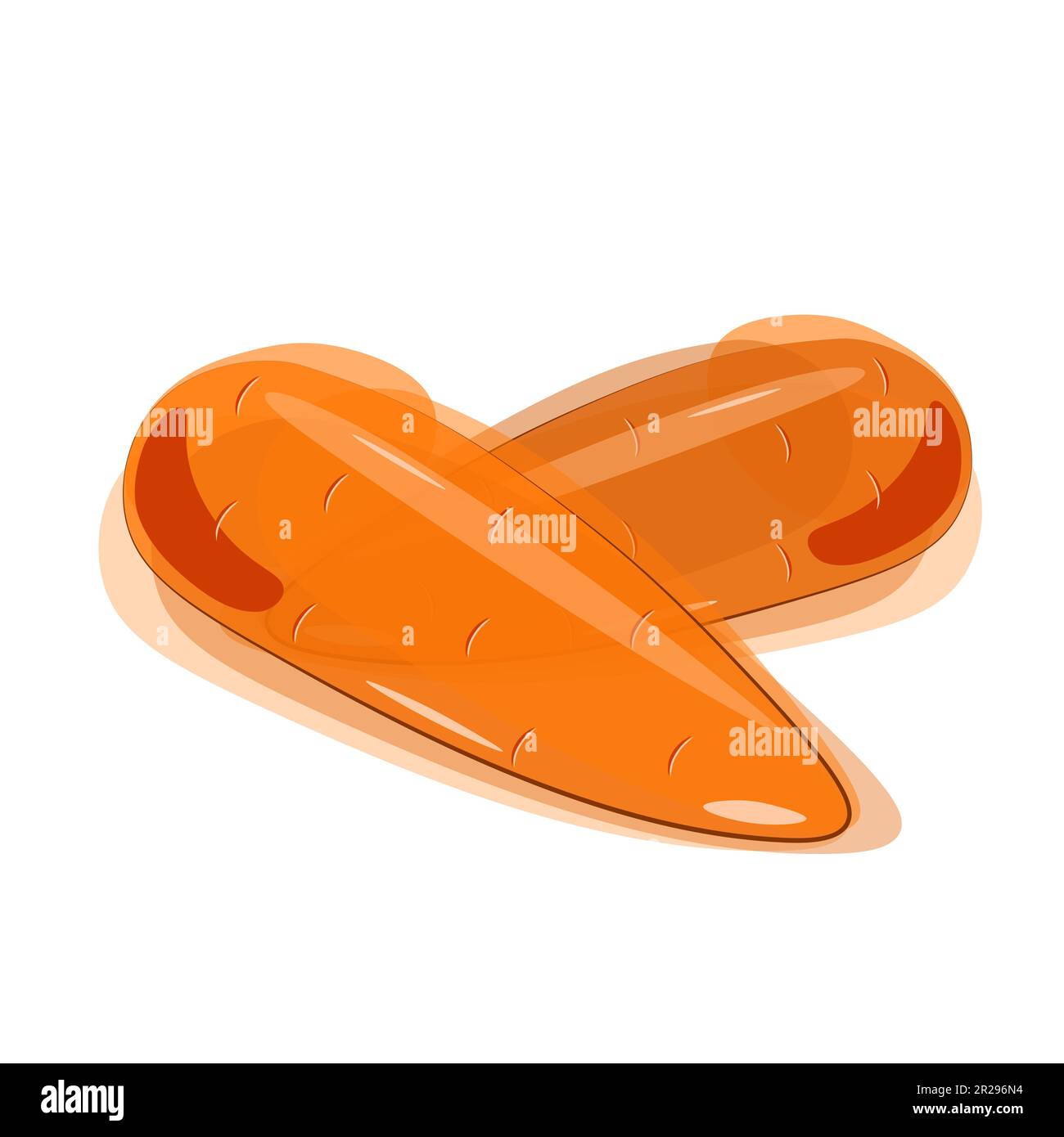 Vector illustration of two orange carrots without tails in watercolor ...