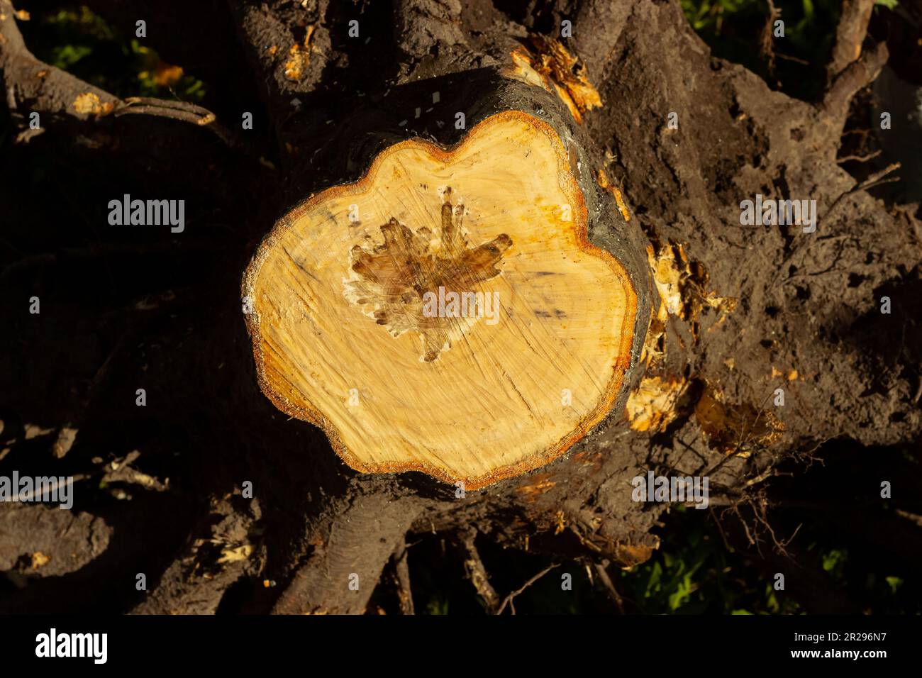 Freshly Cut Tree Stump From Above Abstract resinous texture of tree ...