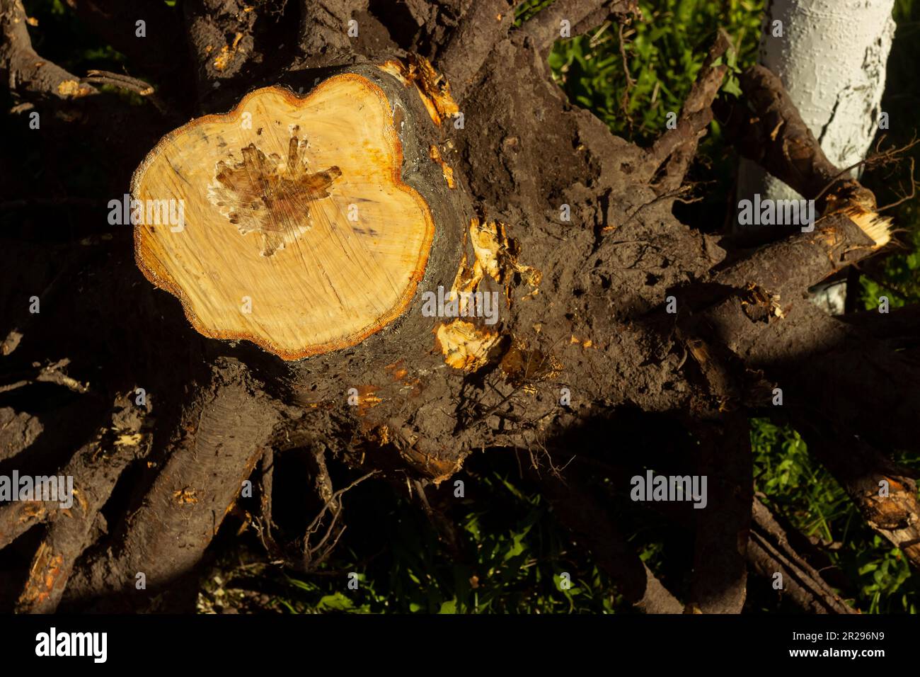 Freshly Cut Tree Stump From Above Abstract resinous texture of tree ...