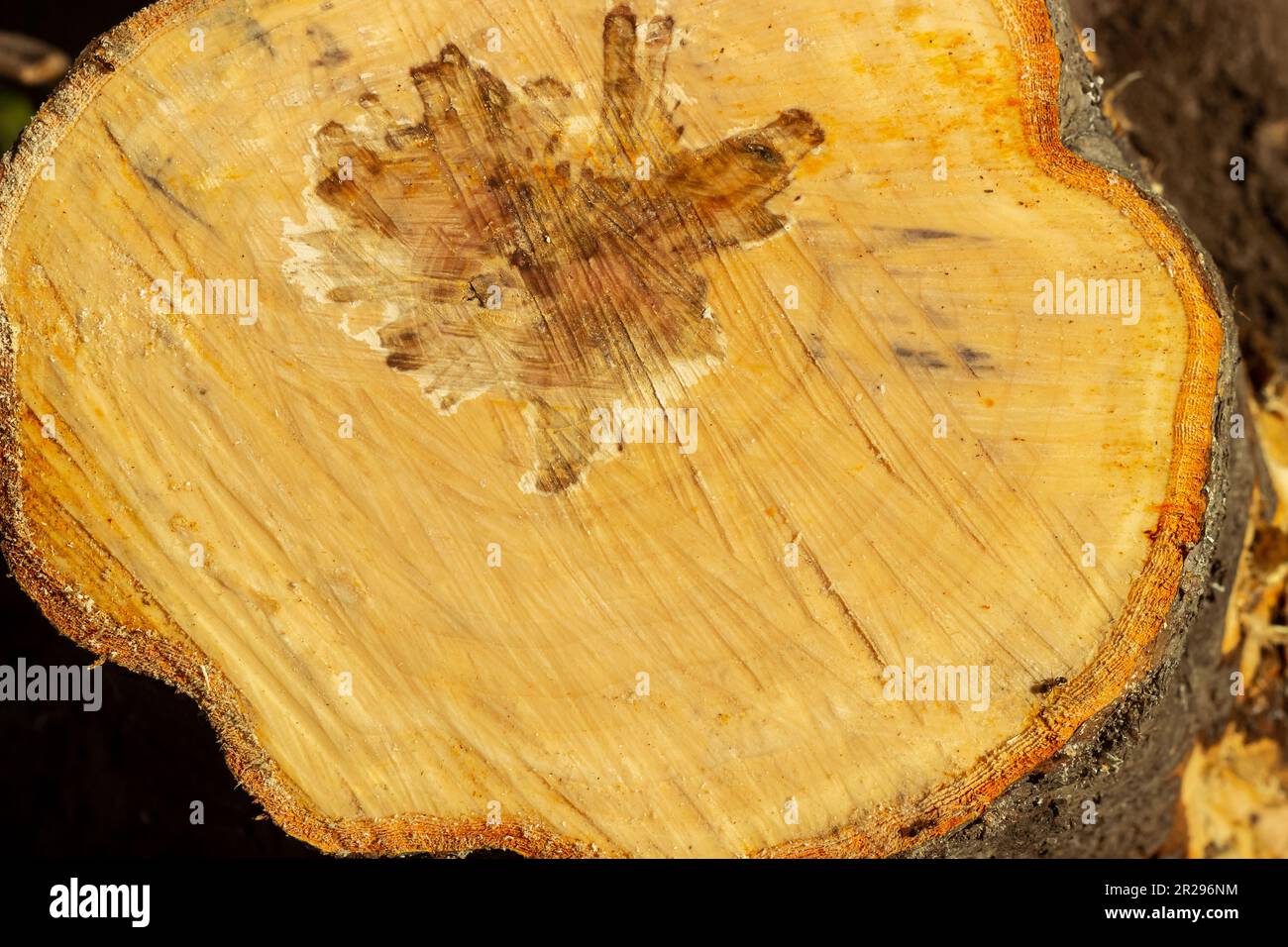 Freshly Cut Tree Stump From Above Abstract resinous texture of tree ...