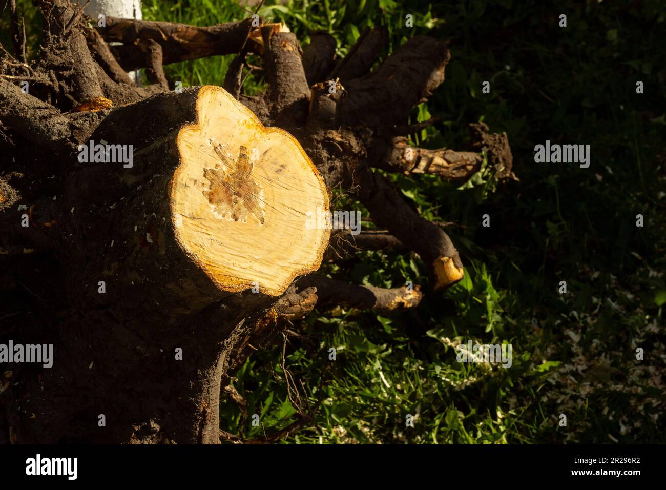 Freshly Cut Tree Stump From Above Abstract resinous texture of tree ...
