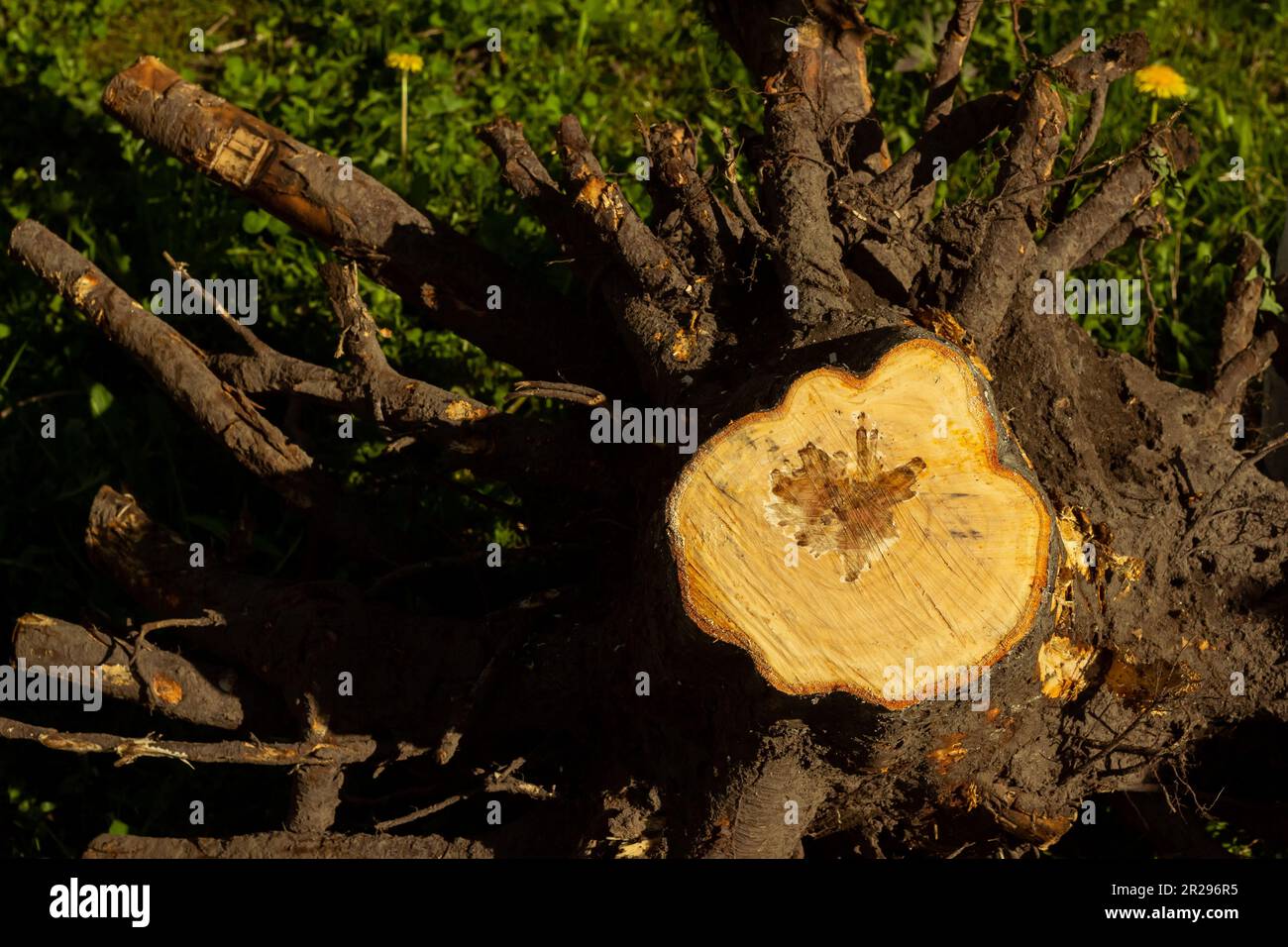 Freshly Cut Tree Stump From Above Abstract resinous texture of tree ...