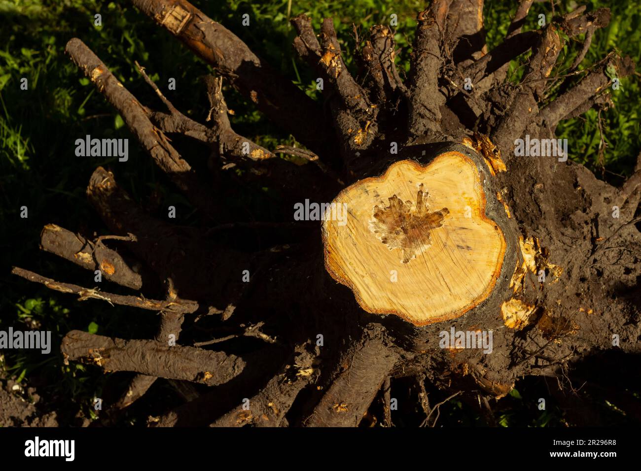 Freshly Cut Tree Stump From Above Abstract resinous texture of tree ...