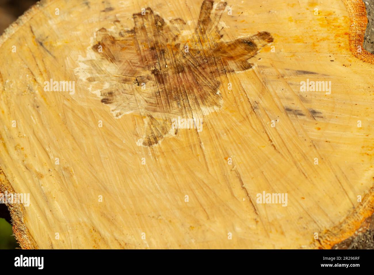 Freshly Cut Tree Stump From Above Abstract resinous texture of tree ...