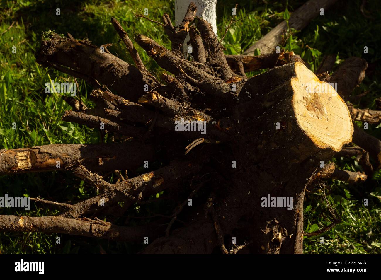 Freshly Cut Tree Stump From Above Abstract resinous texture of tree ...