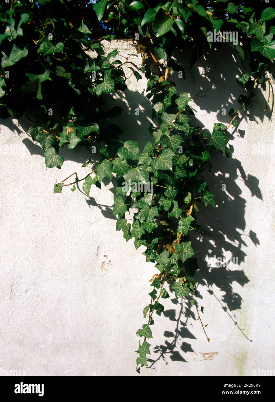 Ivy (Hedera) Growing on White Wall Stock Photo - Alamy