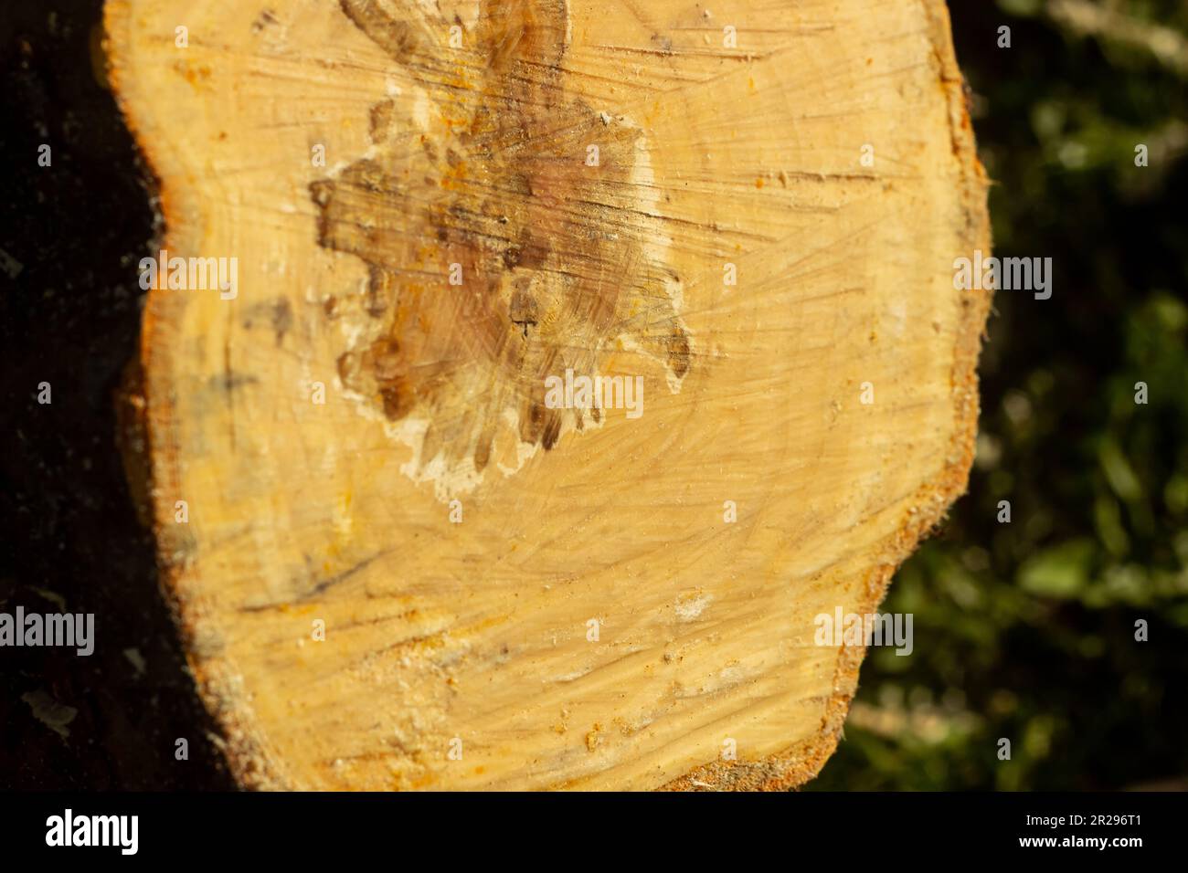 Freshly Cut Tree Stump From Above Abstract resinous texture of tree ...
