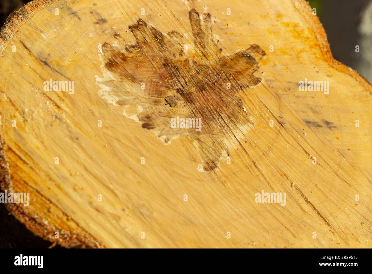 Freshly Cut Tree Stump From Above Abstract resinous texture of tree ...