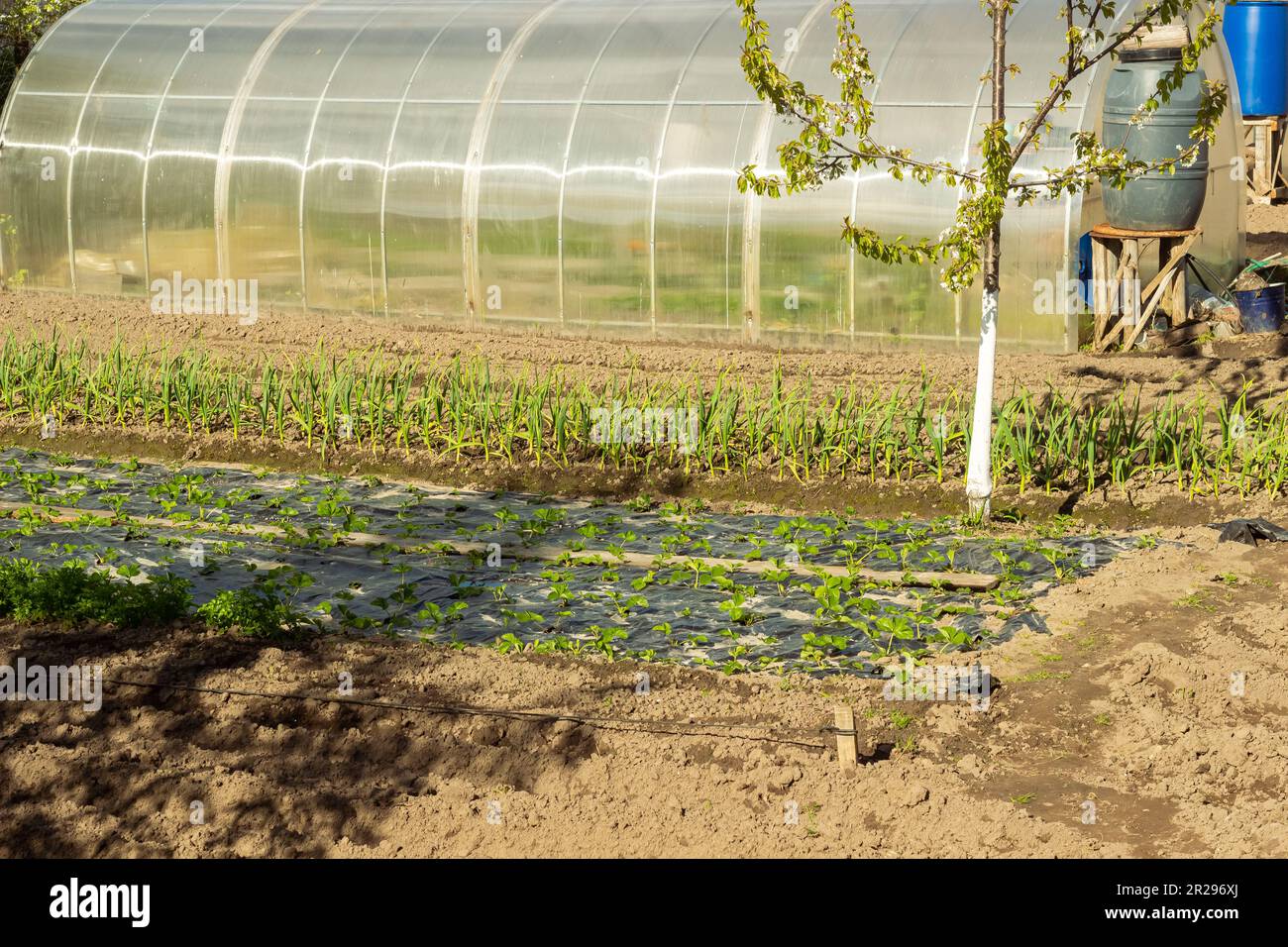 Beautiful vegetable garden with greenhouses potato beds and black soil ...