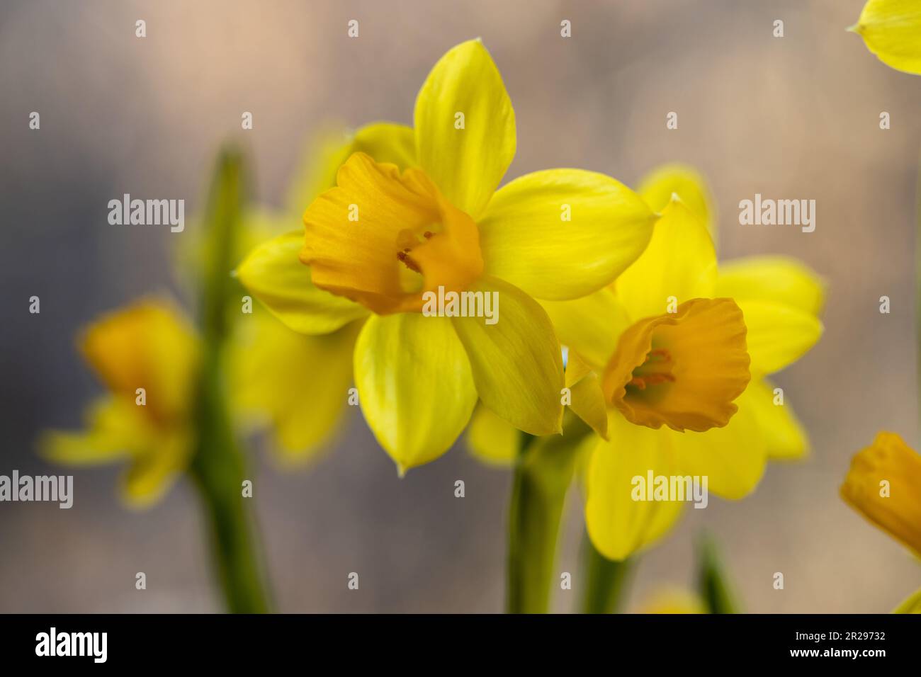 Beautiful Spring banner with fresh yellow daffodil flowers grow in pot ...