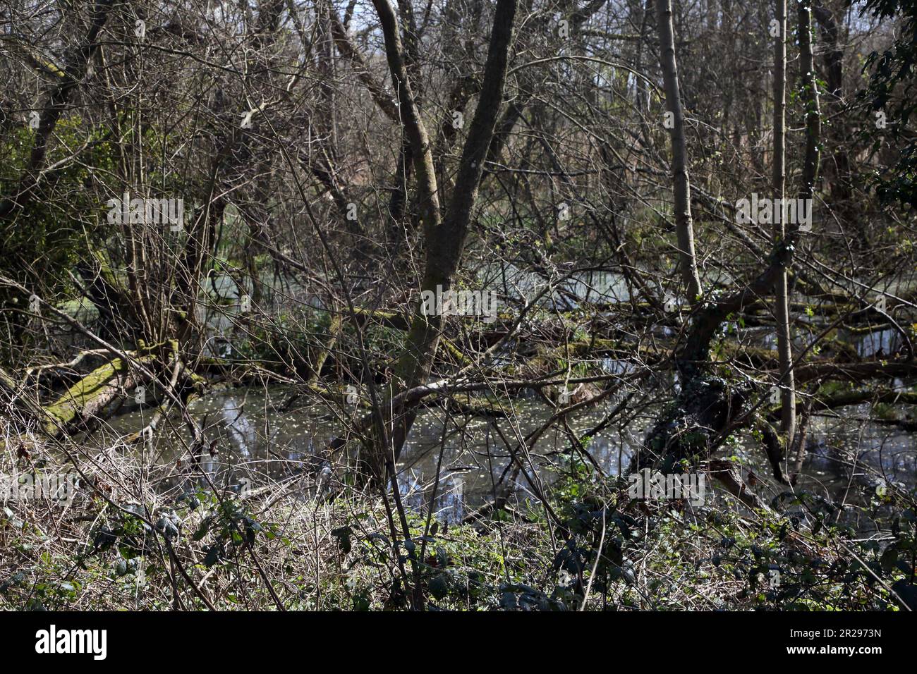 flood plain river wey pyrford surrey england Stock Photo - Alamy