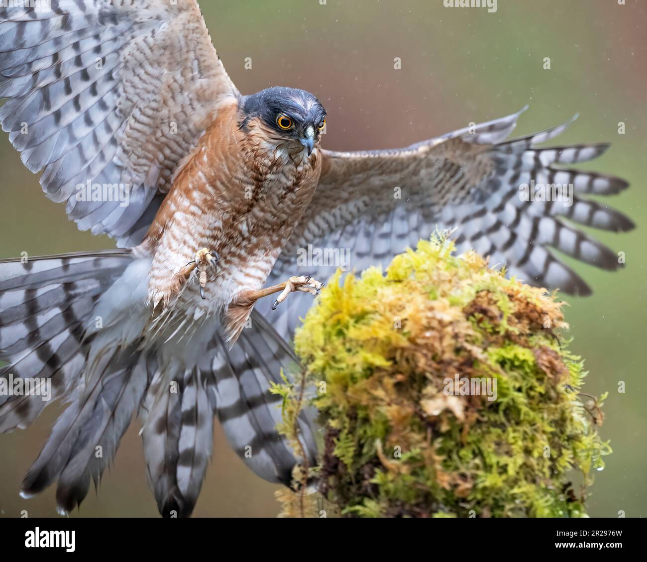 Scottish highlands animal hi-res stock photography and images - Alamy