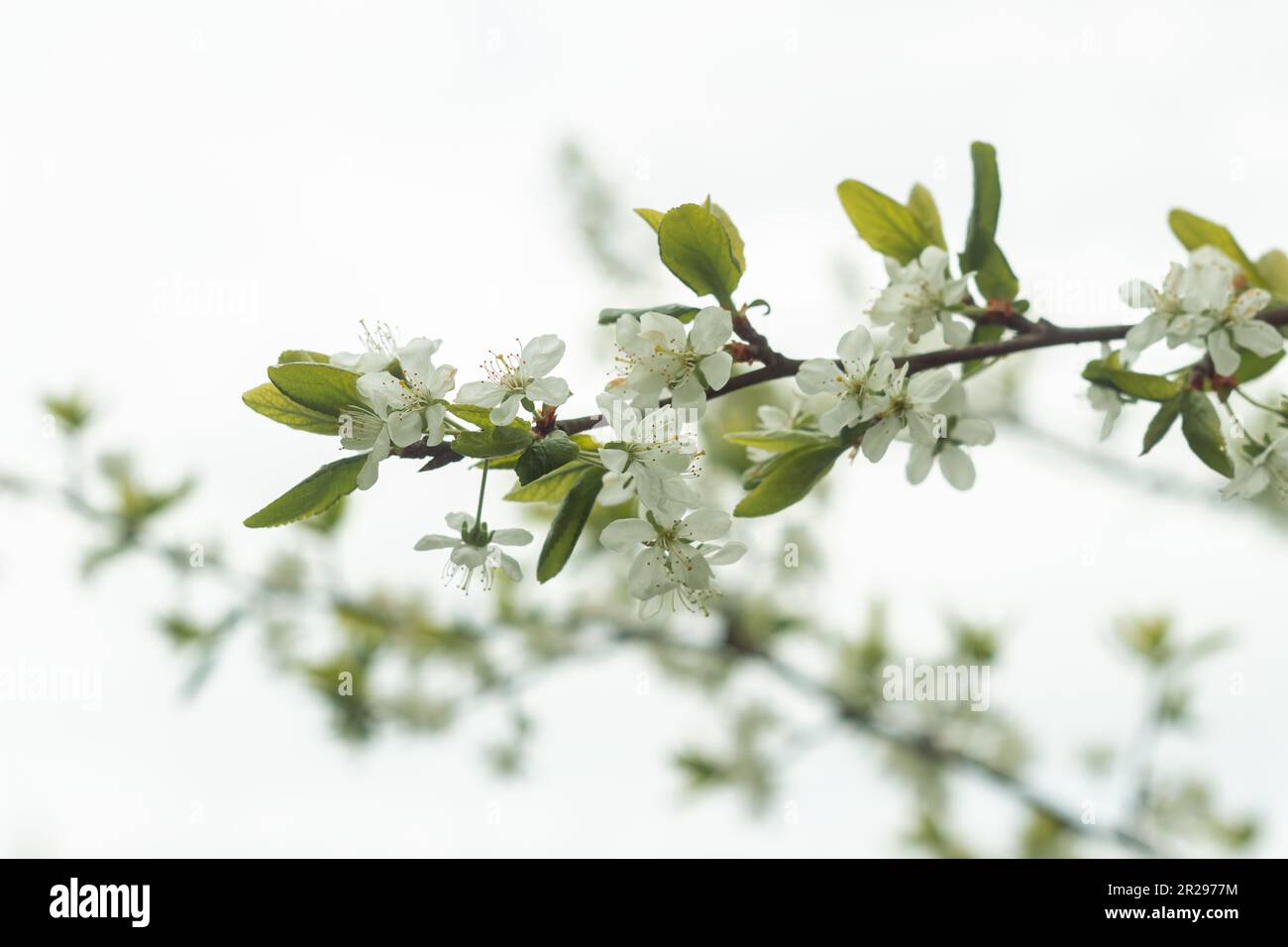 Blossoms on the apple and pears trees in spring Stock Photo - Alamy