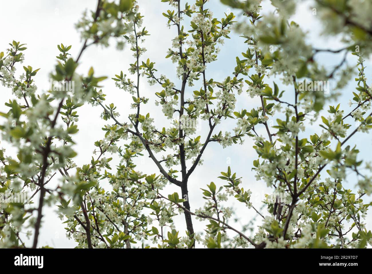 Blossoms on the apple and pears trees in spring Stock Photo - Alamy