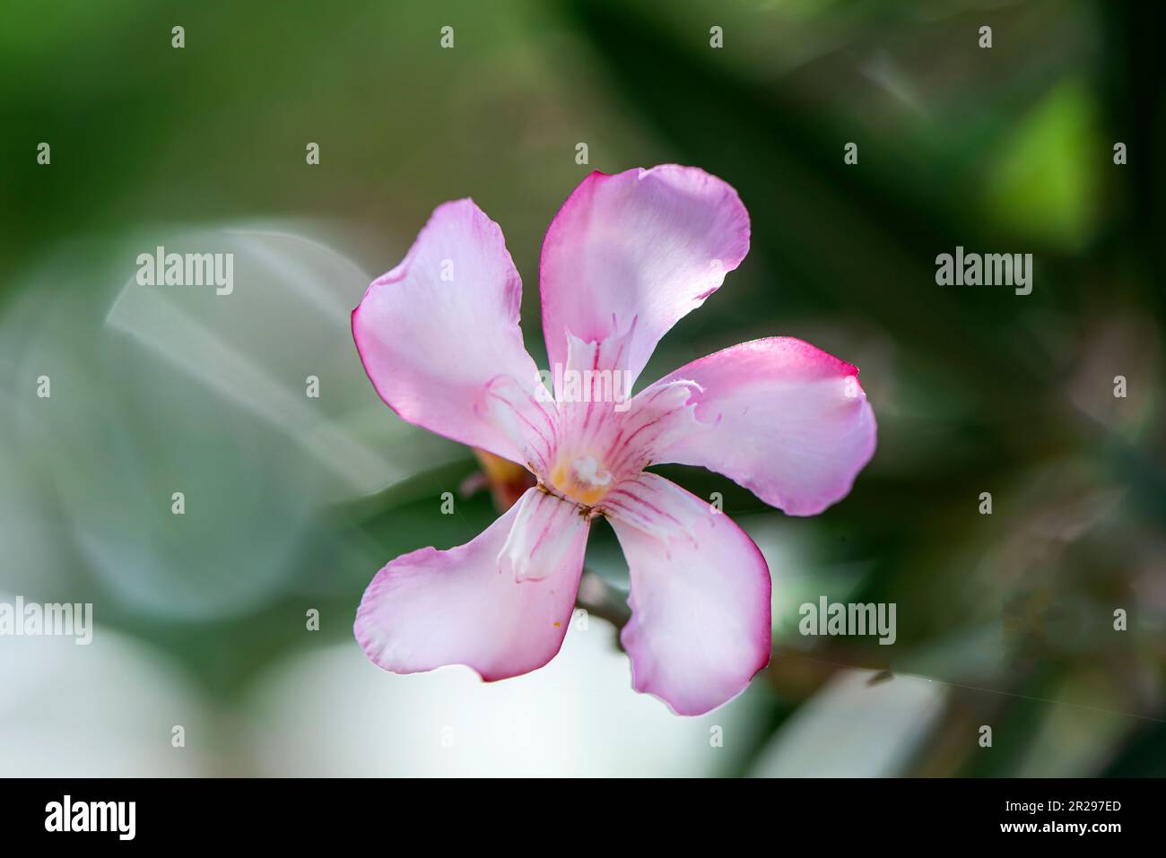 Beautiful wild flower garden hi-res stock photography and images - Alamy