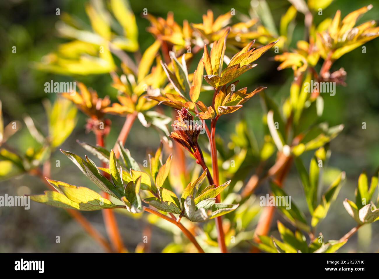 Blooming Dicentra spectabilis 'Gold Heart' in the garden Stock Photo ...