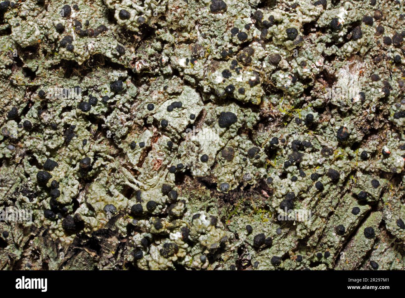 Lichen found on siliceous rocks hi-res stock photography and images - Alamy