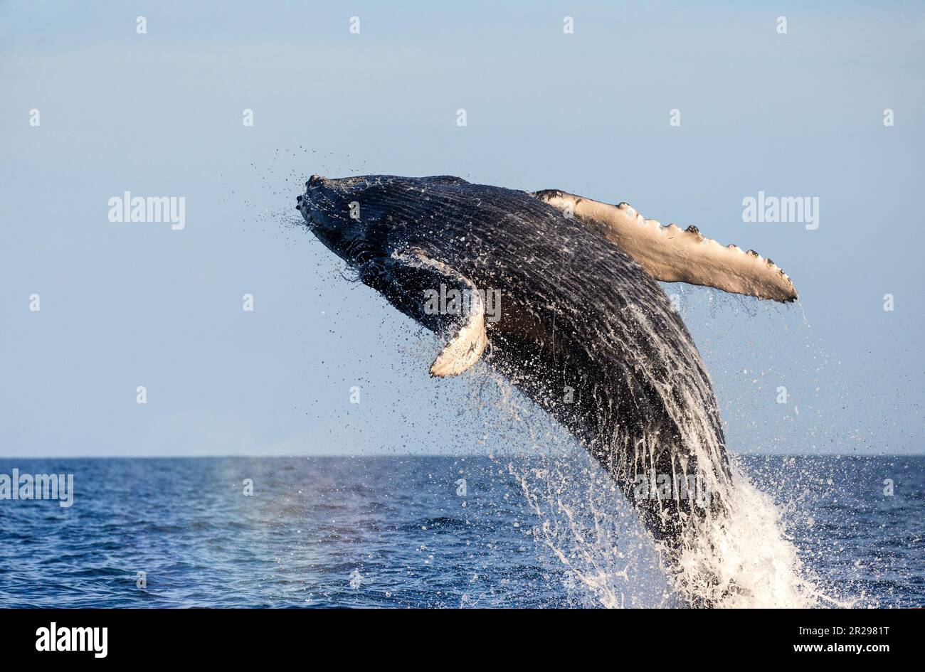 Jumping humpback whale (Megaptera novaeangliae). Mexico. Sea of Cortez ...