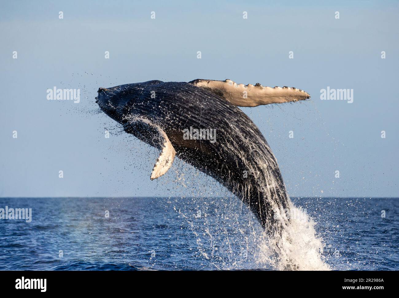 Jumping humpback whale (Megaptera novaeangliae). Mexico. Sea of Cortez ...