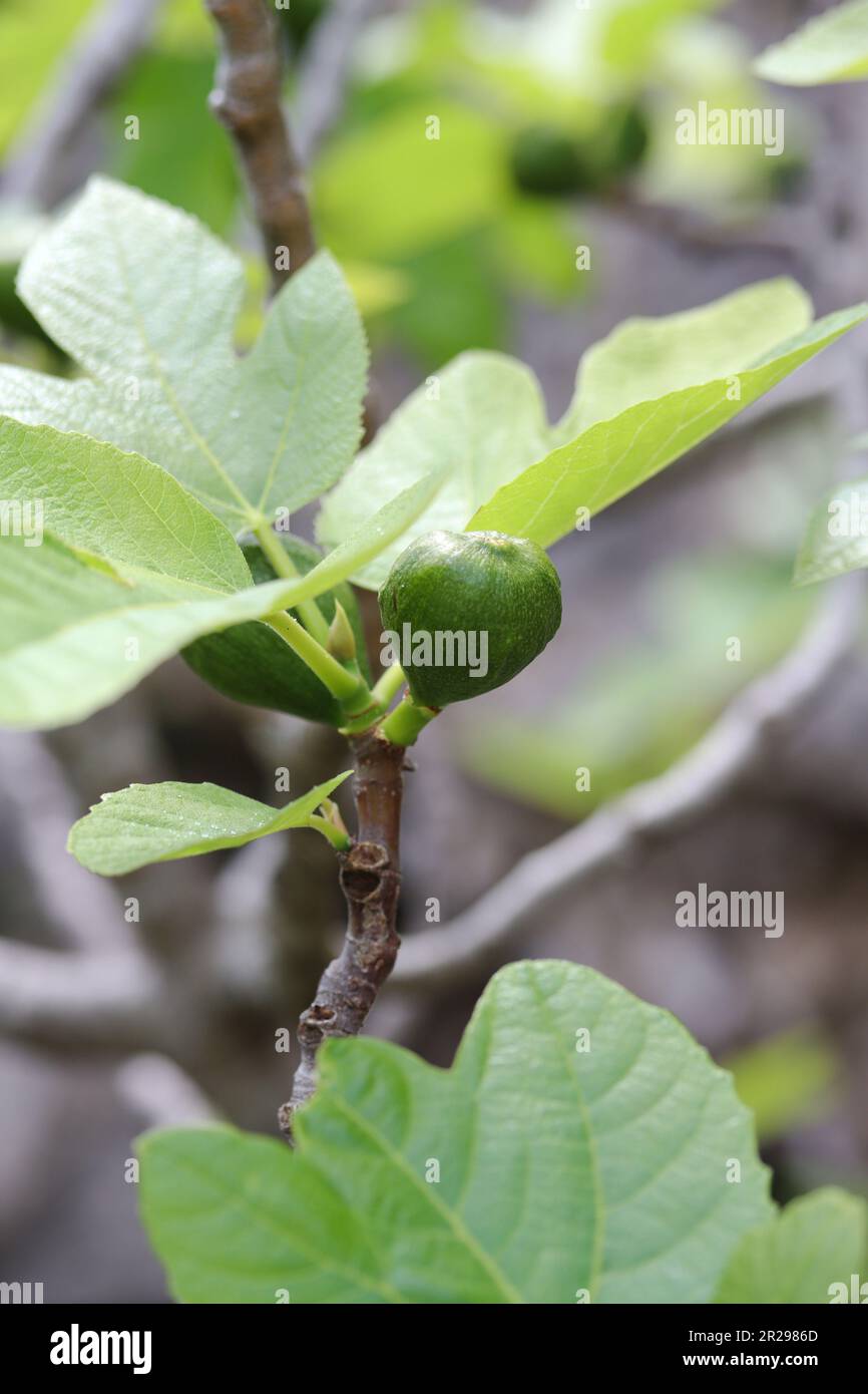 Figs on a fig tree hi-res stock photography and images - Alamy