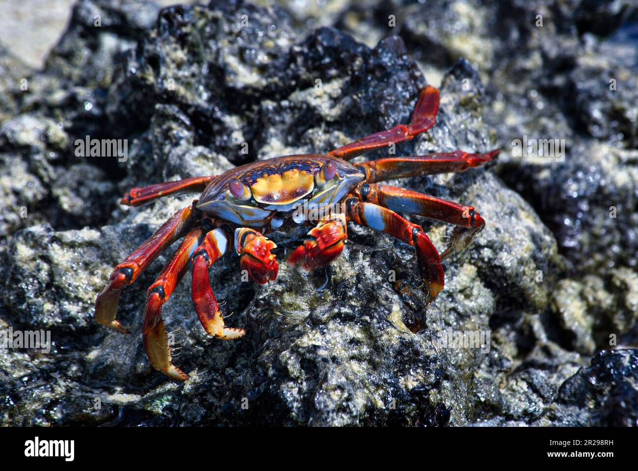 Red rock crab, Grapsus grapsus, in the Santa Cruz Island Galapagos ...