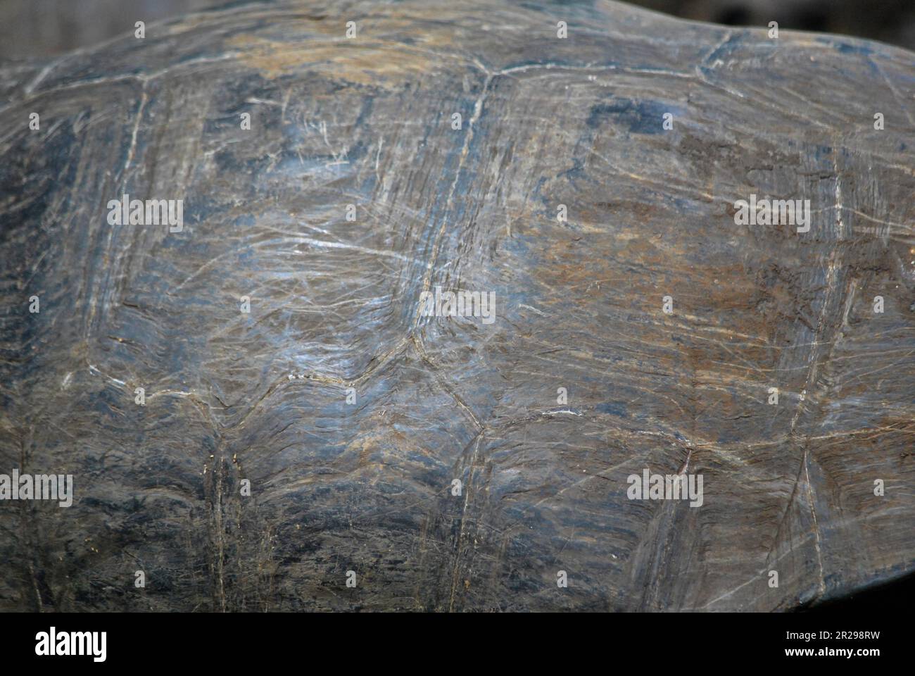 Shell of Galapagos giant tortoise, chelonoidis spp., San Cristobal Island. Galapagos Islands ...