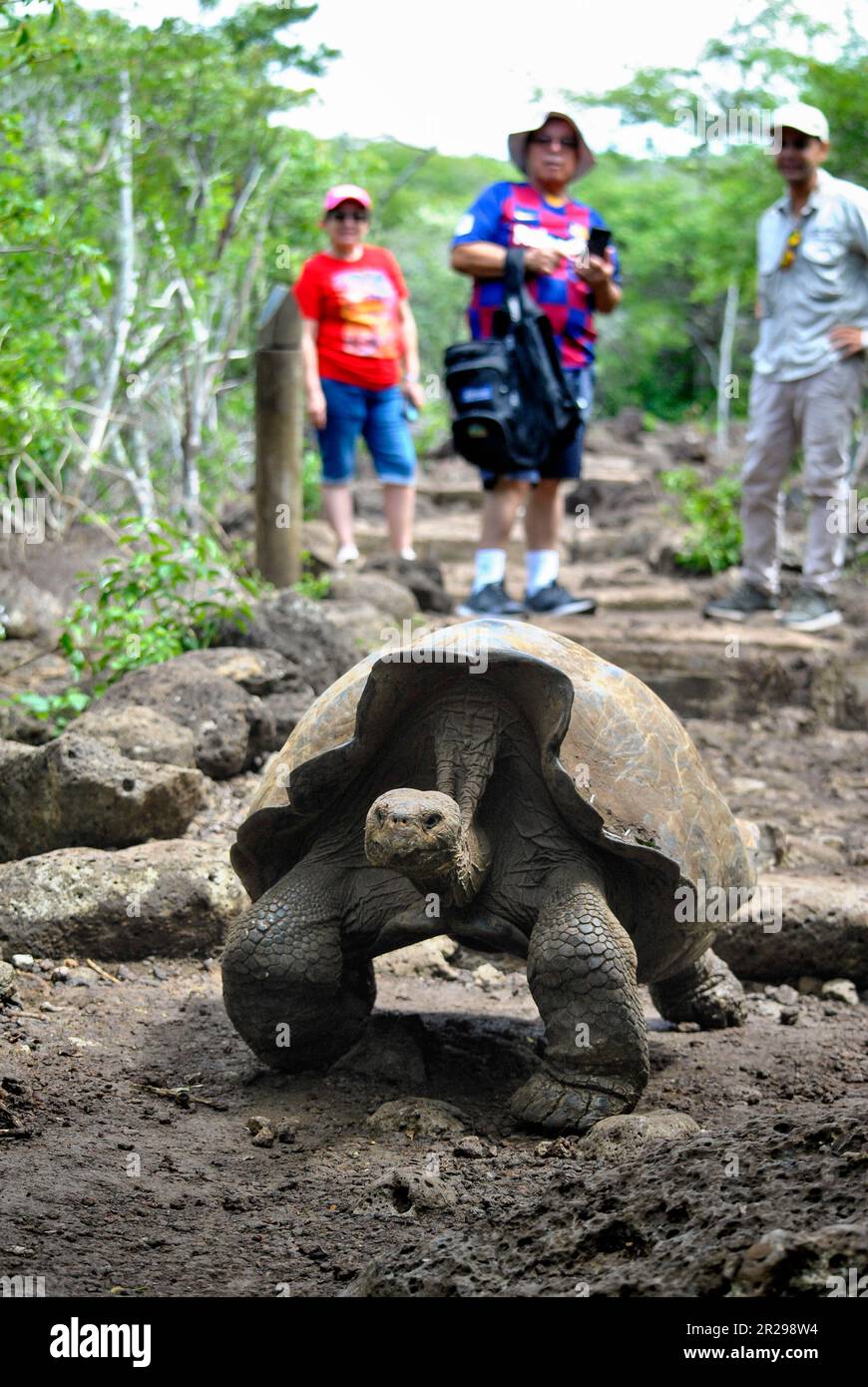 A Galapagos giant tortoise, chelonoidis spp., walking. Tourists in ...