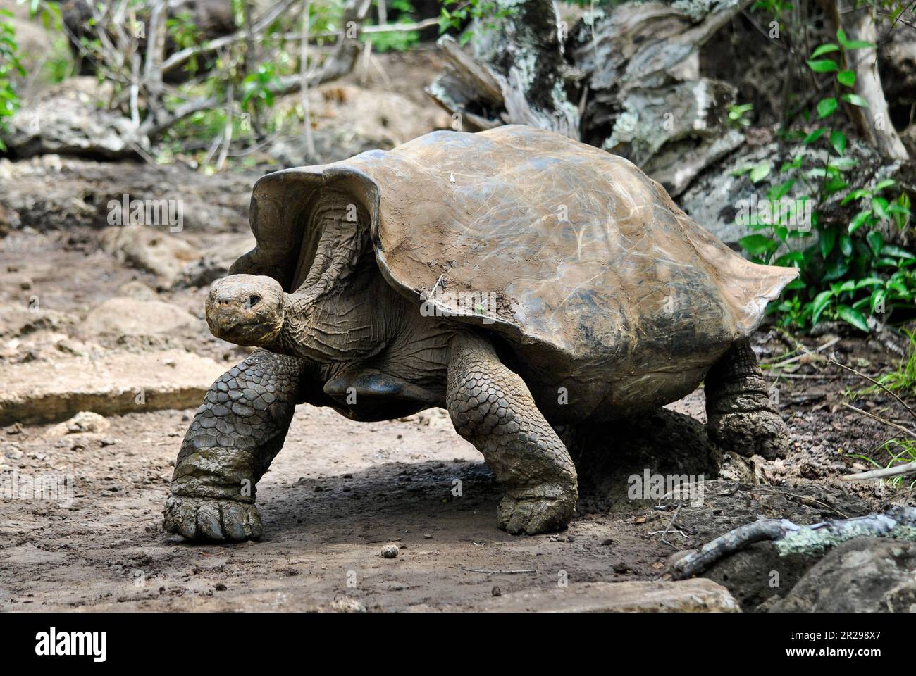 A Galapagos giant tortoise, chelonoidis spp., walking. San Cristobal ...