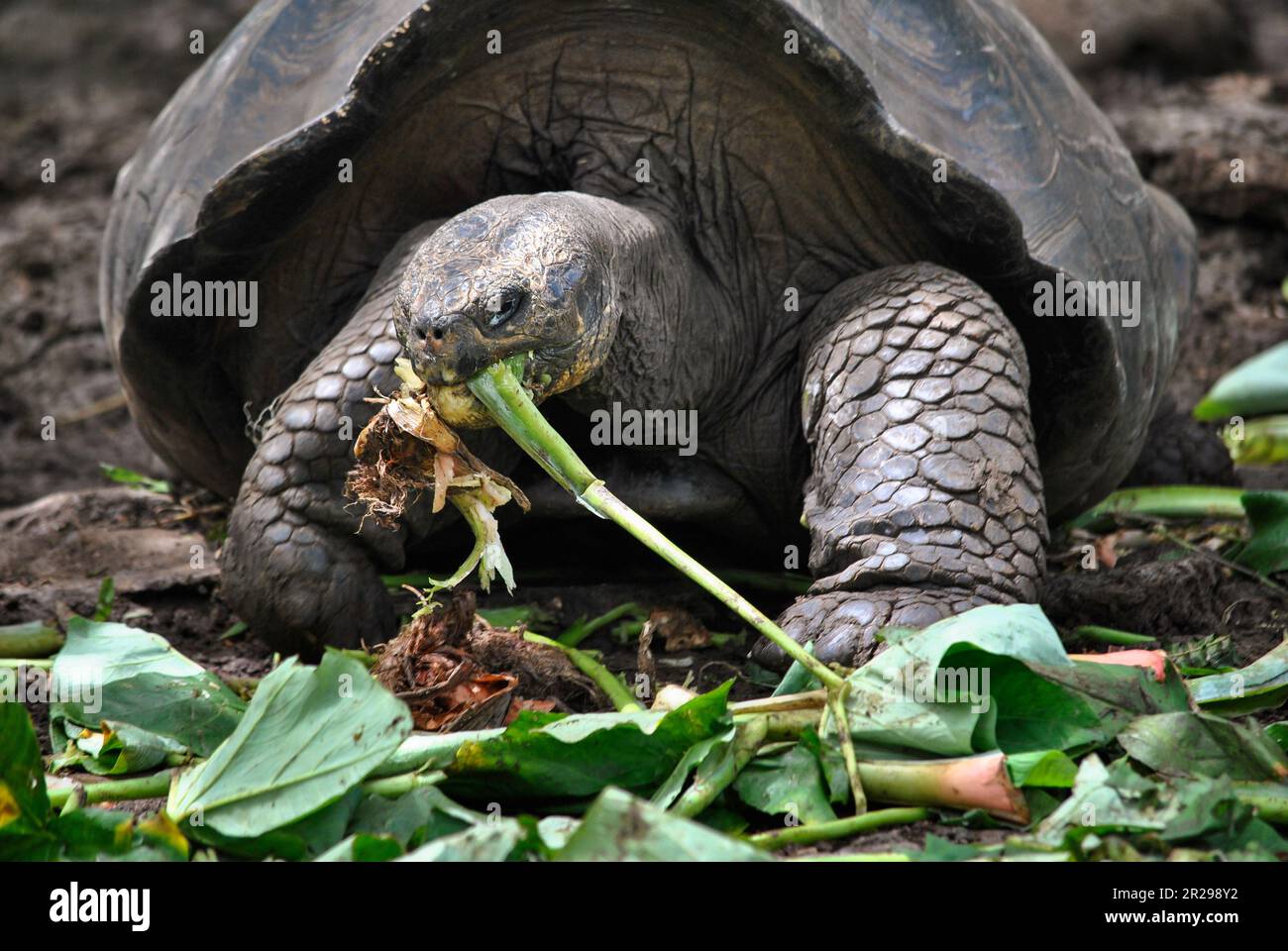 A Galapagos giant tortoise, chelonoidis spp., eating. In back ...