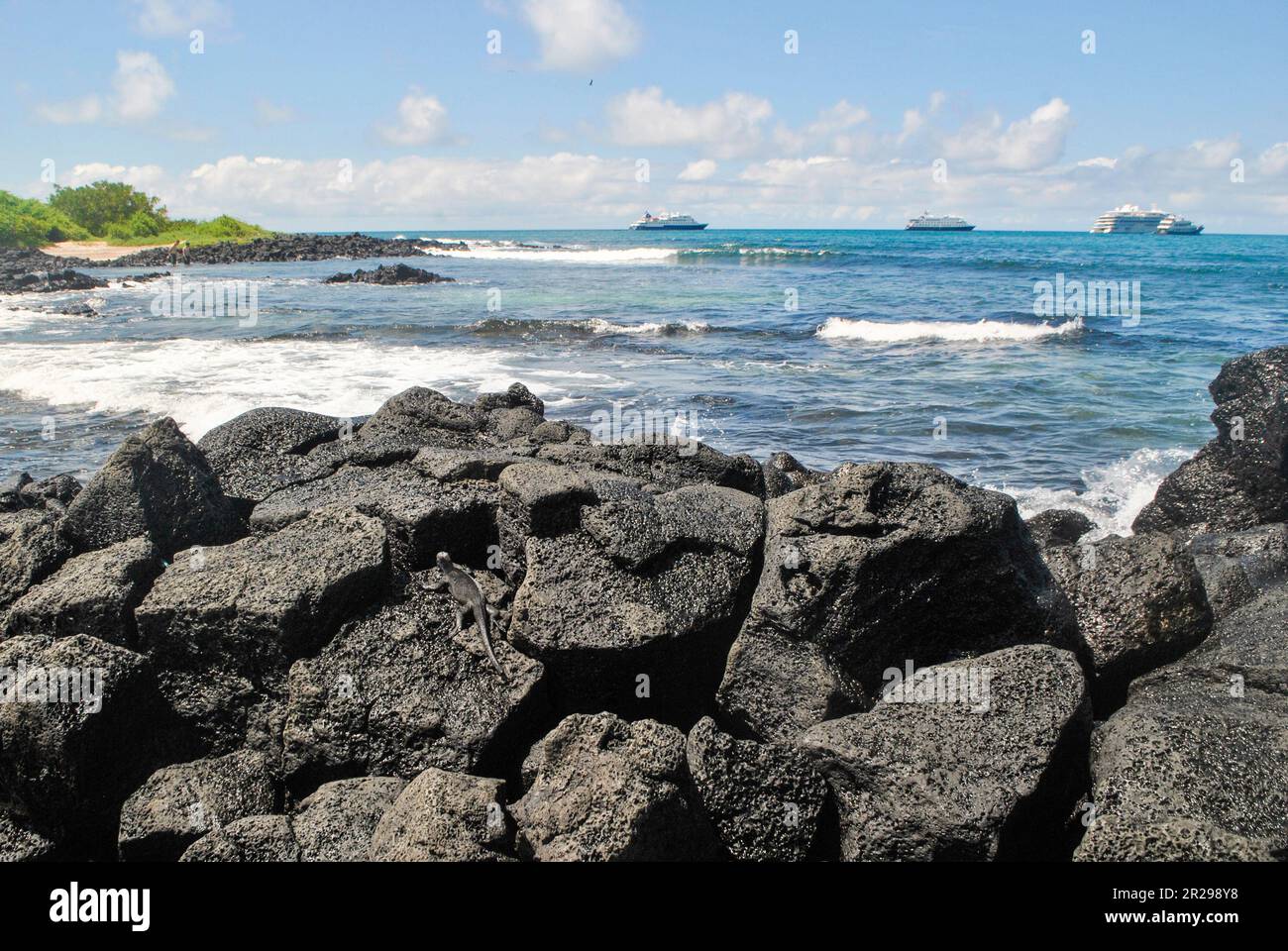 La Ratonera Beach. A marine iguana between the rocks. Santa Cruz Island ...