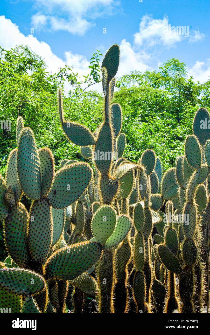 Prickly pear cactus, giant cactus, opuntia echio, in Charles Darwin ...