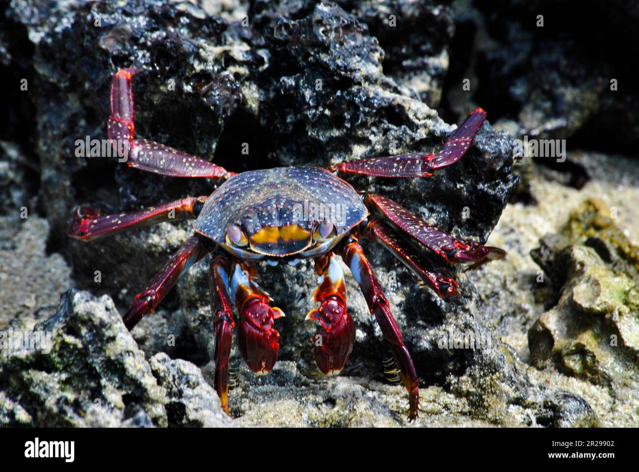 Red rock crab, Grapsus grapsus, in San Cristobal Island. Galapagos ...