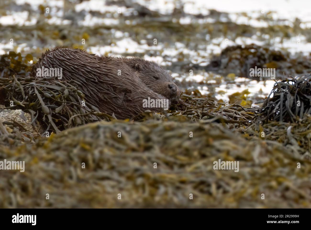 Sleeping otters hi-res stock photography and images - Alamy