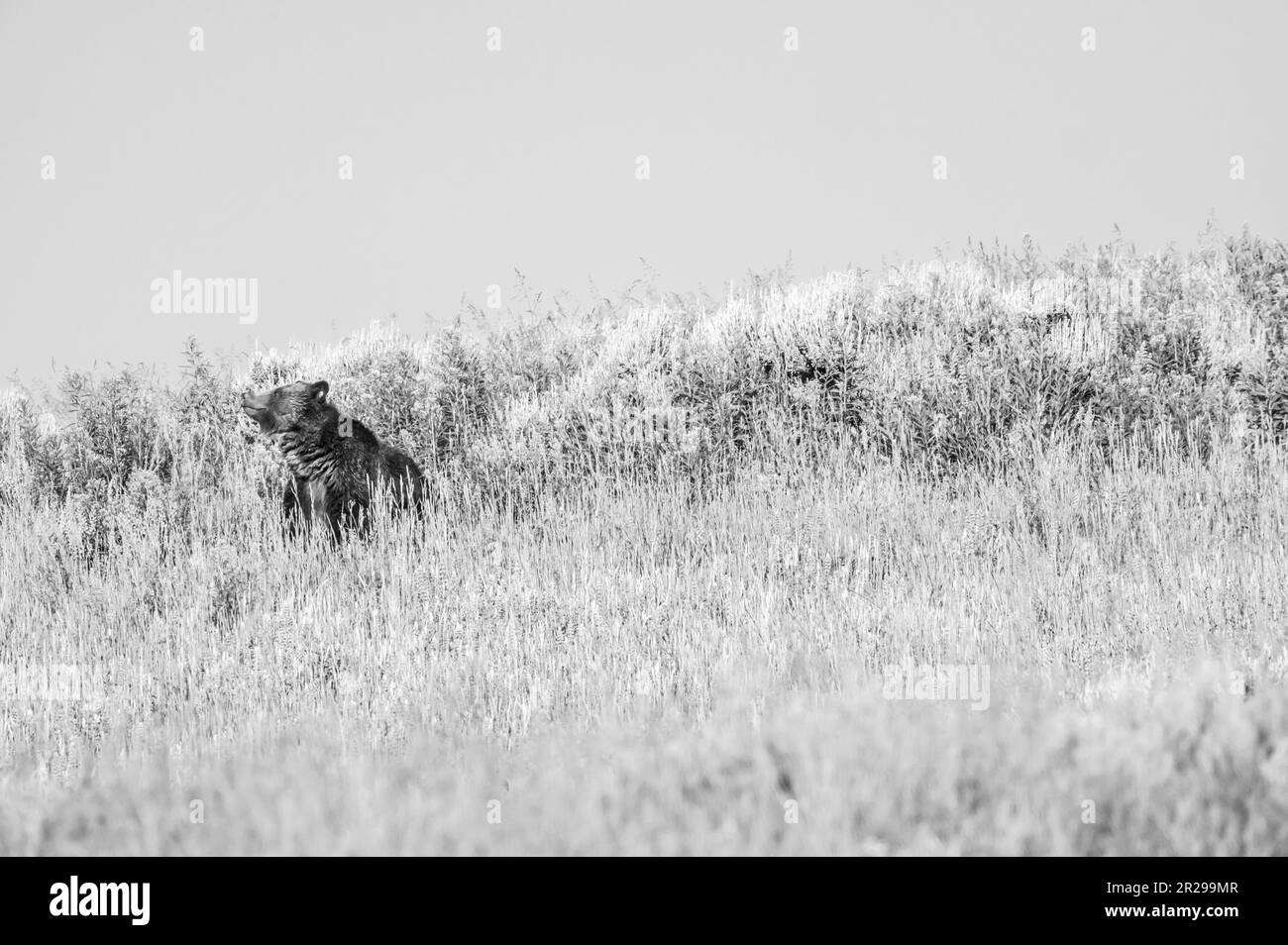 Collared Female Grizzy Bear Sniffs At The Breeze with high contrast ...