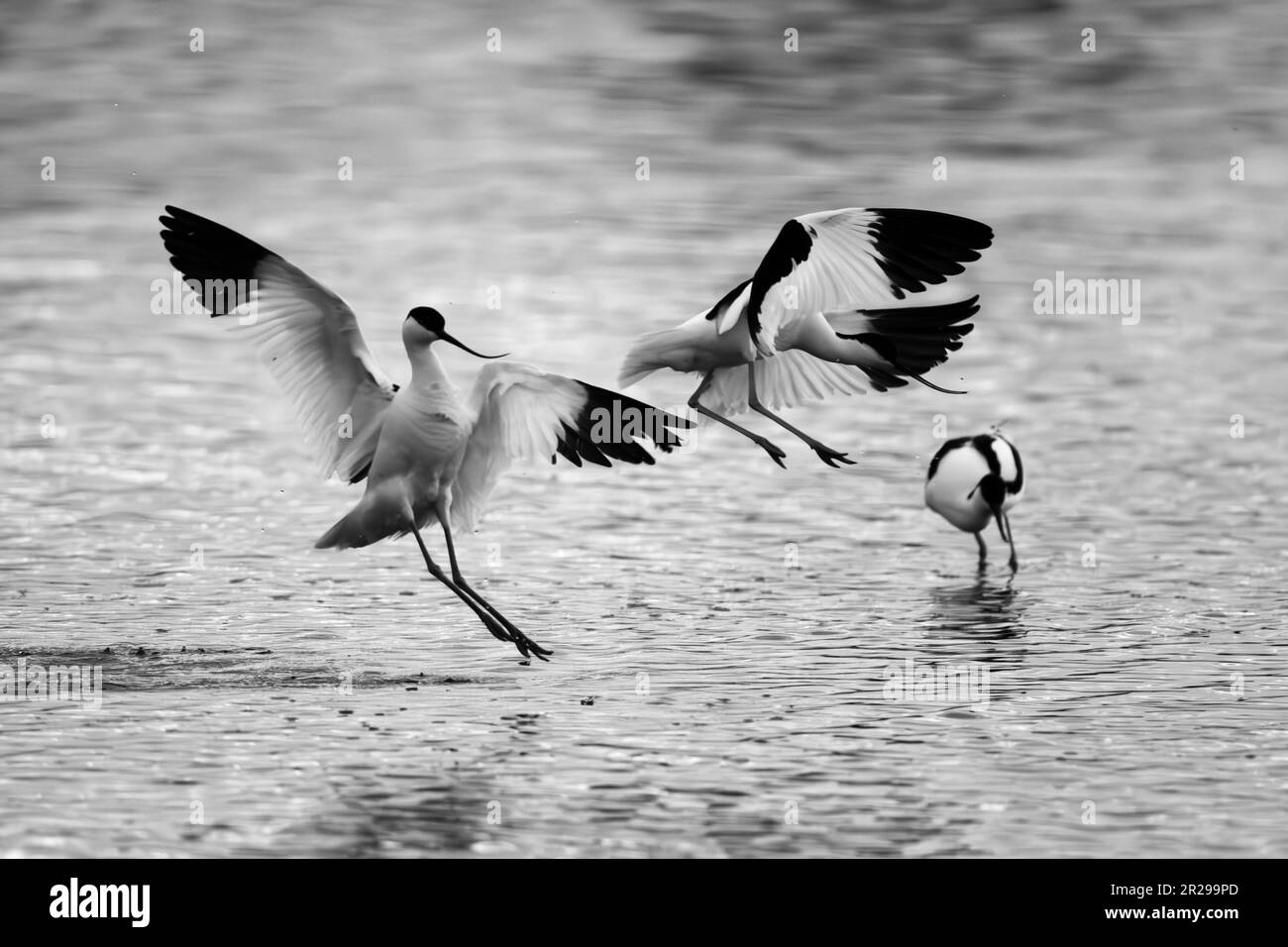 Action picture of avocets fighting hi-res stock photography and images ...