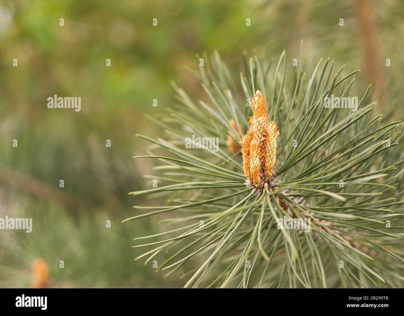 Sprouts of the pine. Tree pine buds close-up on a blurred background 2 ...