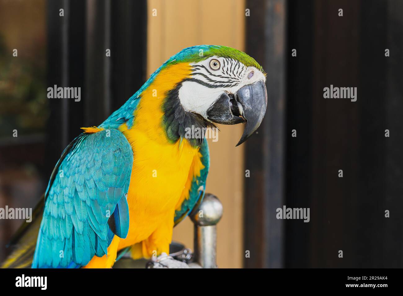 South American macaw ara parrot sitting outdoor close up Stock Photo ...