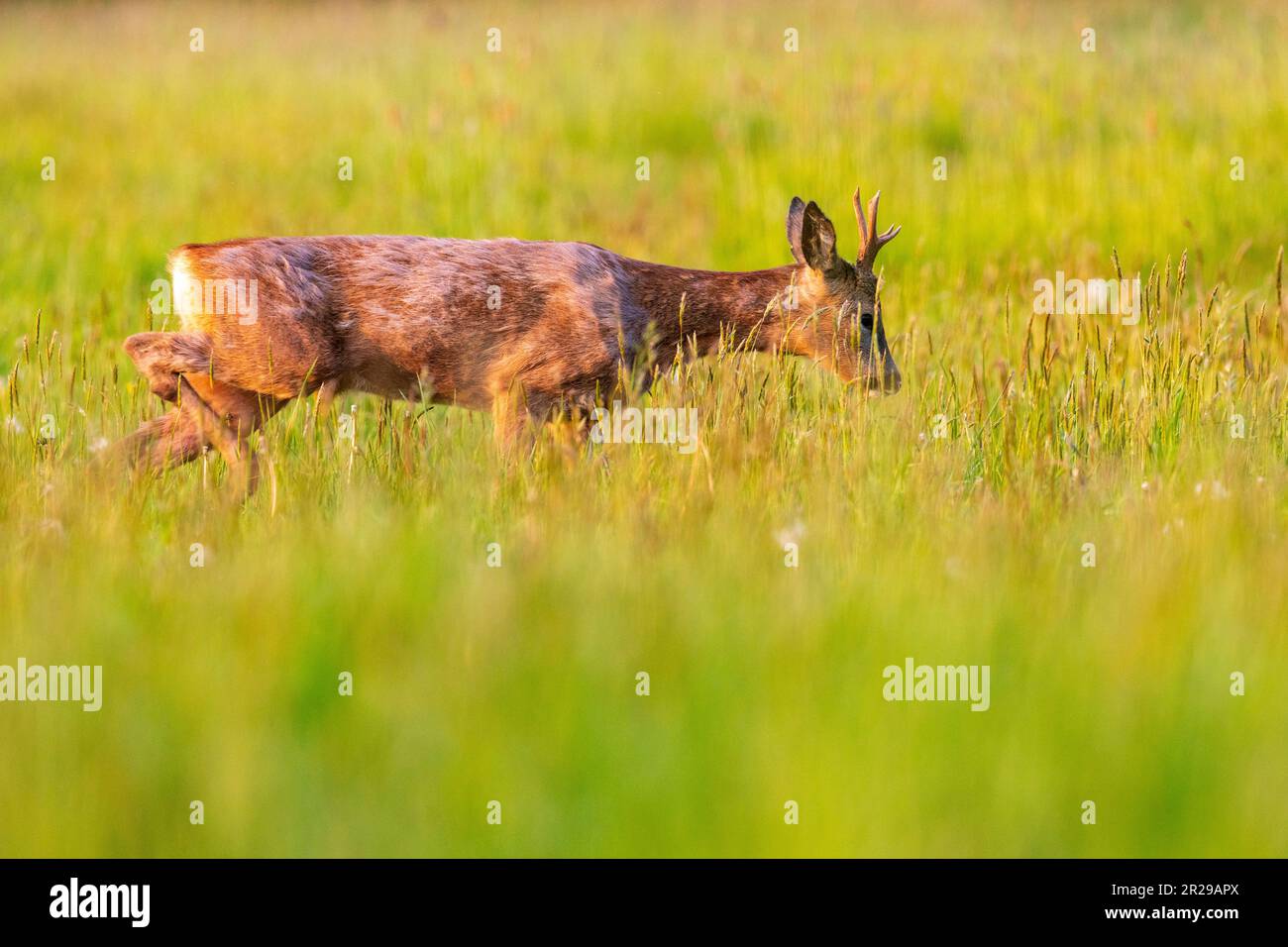 A young roe buck stretches while walking in a meadow during springtime ...